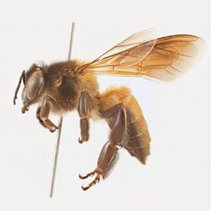 The Biodiversity of Singapore- Apis (Megapis) dorsata