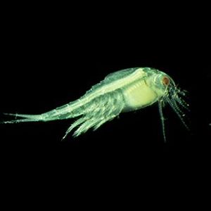The Biodiversity of Singapore- Leptostraca sp. 9
