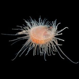 The Biodiversity of Singapore- Limidae sp. 2