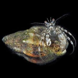 The Biodiversity of Singapore- Diogenidae sp. 2