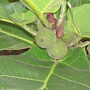 The Biodiversity of Singapore- Ficus lyrata