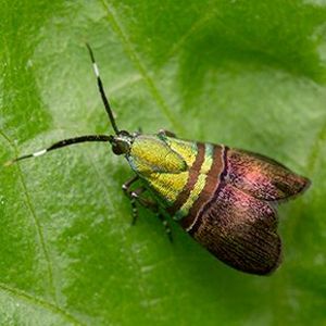 The Biodiversity of Singapore- Saptha beryllitis