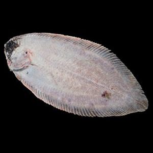 The Biodiversity of Singapore- Soleidae sp. SEA-3400