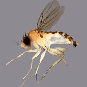 The Biodiversity of Singapore- Megaselia sp. ZRC_BDP0033129