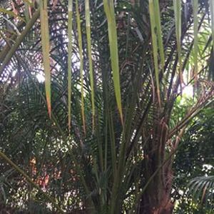 The Biodiversity of Singapore- Metroxylon sagu