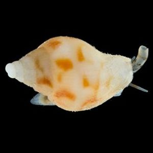 The Biodiversity of Singapore- Gastropod sp. 4