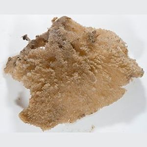 The Biodiversity of Singapore- Sponge sp 12