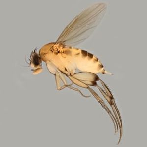 The Biodiversity of Singapore- Megaselia sp. ZRC_BDP0155254