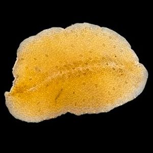 The Biodiversity of Singapore- Stylochidae sp. 2