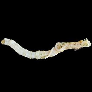 The Biodiversity of Singapore- Serpulidae sp. ARM-0113