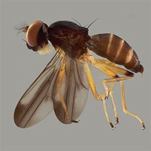 The Biodiversity of Singapore- Periscelididae sp. ZRC_BDP0105468