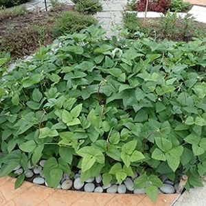 The Biodiversity of Singapore- Vigna unguiculata