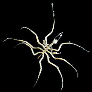 The Biodiversity of Singapore- Pycnogonida sp. 19