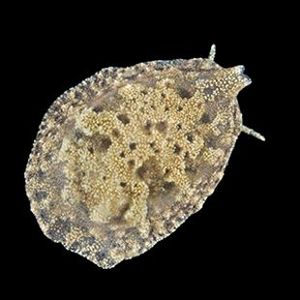 The Biodiversity of Singapore- Velutinidae sp. 2