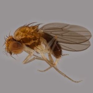 The Biodiversity of Singapore- Drosophilidae sp. ZRC_BDP0295155