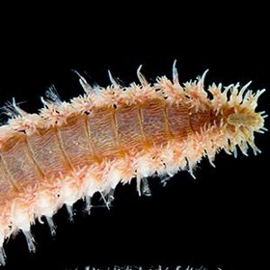 The Biodiversity of Singapore- Amphinomidae sp. 11