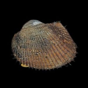 The Biodiversity of Singapore- Arcidae sp. 1