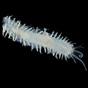 The Biodiversity of Singapore- Polynoidae sp. SEA-9131