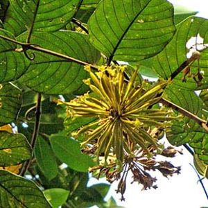 The Biodiversity of Singapore- Uncaria cordata