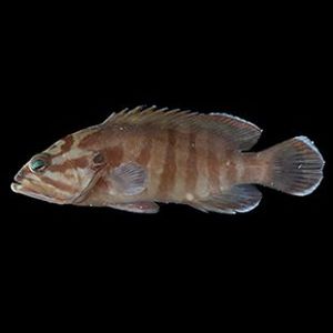 The Biodiversity of Singapore- Cephalopholis boenak