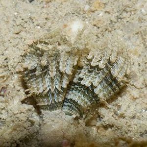 The Biodiversity of Singapore- Sabellidae sp.