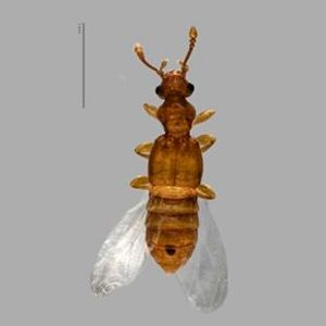 The Biodiversity of Singapore- Pselaphinae sp. ZRCBDP0060538