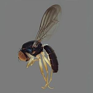 The Biodiversity of Singapore- Psilidae sp. ZRC_BDP0081563