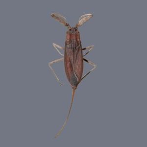 The Biodiversity of Singapore- Laccotrephes simulatus