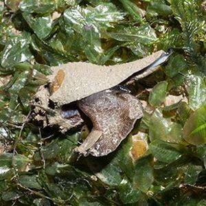 The Biodiversity of Singapore- Hemifusus ternatanus