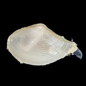 The Biodiversity of Singapore- Nucula sp. 4