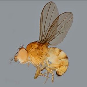 The Biodiversity of Singapore- Drosophila (Sophophora), melanogaster ...