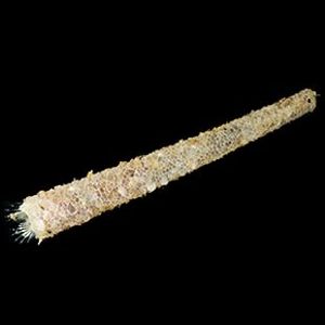 The Biodiversity of Singapore- Pectinariidae sp. SEA-3580