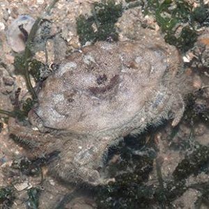 The Biodiversity of Singapore- Leptodius sp.