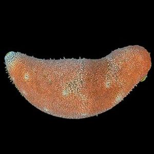 The Biodiversity of Singapore- Actinopyga sp. SS-1777