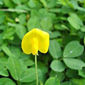 The Biodiversity of Singapore- Arachis pintoi