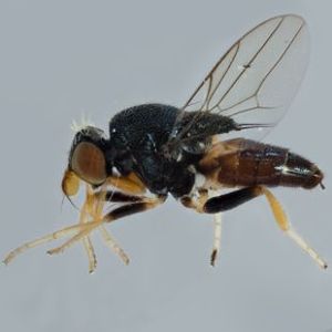 The Biodiversity of Singapore- Chloropidae sp. ZRC_BDP0025359