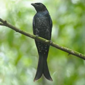 The Biodiversity of Singapore- Dicrurus annectans