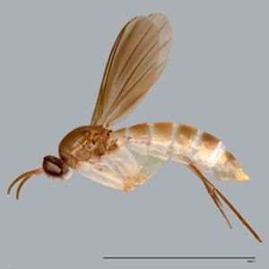 The Biodiversity of Singapore- Manota spC