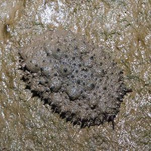 The Biodiversity of Singapore- Onchidiidae sp.