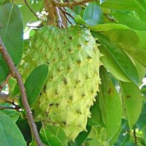 The Biodiversity of Singapore- Annona muricata