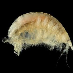 The Biodiversity of Singapore- Amphipoda sp. 18