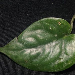 The Biodiversity of Singapore- Scindapsus lucens