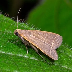 The Biodiversity of Singapore- Simplicia cornicalis