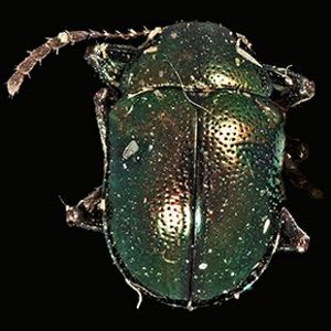 The Biodiversity of Singapore- Colasposoma viridicoeruleum