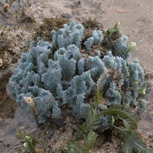 The Biodiversity of Singapore- Dysidea sp.