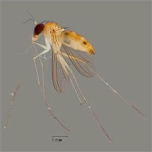The Biodiversity of Singapore- Amblypsilopus sp. "yellow"