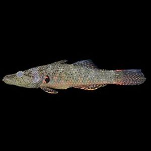 The Biodiversity of Singapore- Butis butis