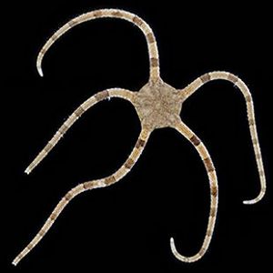 The Biodiversity of Singapore- Ophiodyscrita cf. instrata