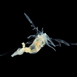 The Biodiversity of Singapore- Polycirrus sp. ARM-0256