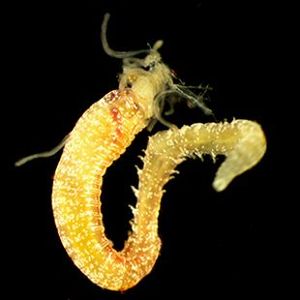 The Biodiversity of Singapore- Terebellidae sp. 5113DR1-196